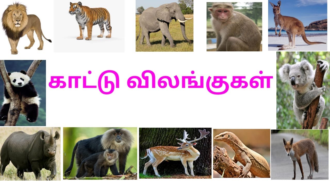காட்டு விலங்குகள் | Kattu vilangugal | Wild Animals name in Tamil video ...