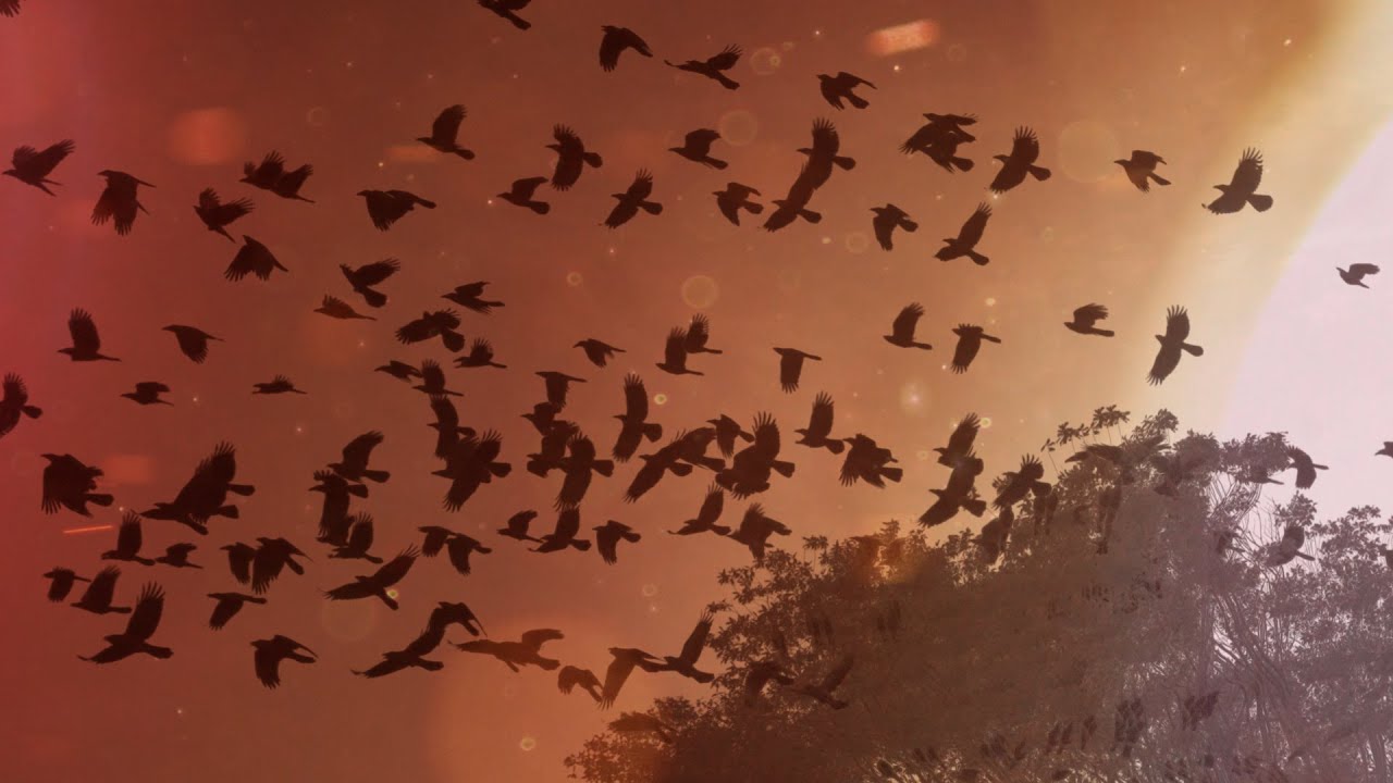 no go a.k.a. arabesque Choche - Limbo - YouTube