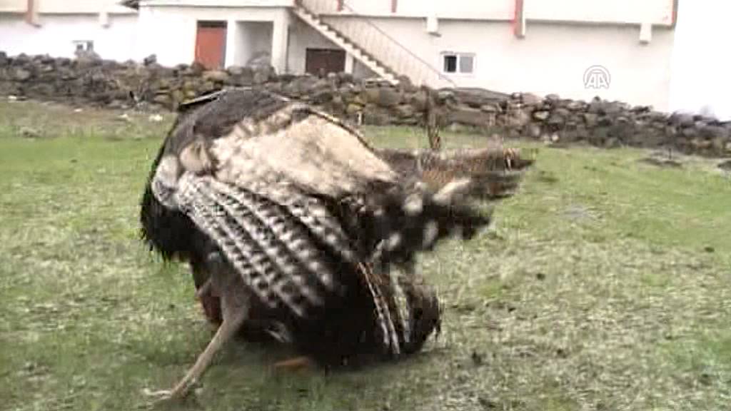 Anadolu Agency - Fight between rooster vs turkey - YouTube