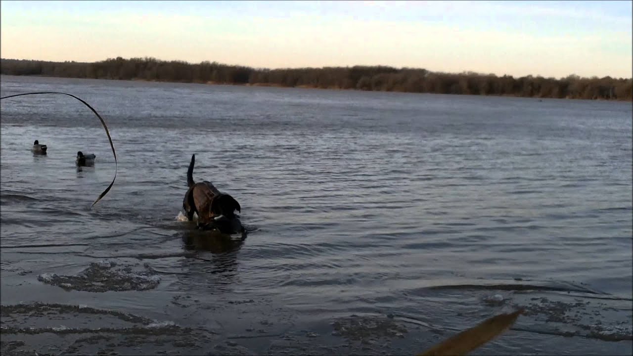 Bull Sprig (pintail) - YouTube