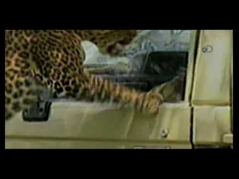 Moments of Impact: Big Cat Attack - YouTube