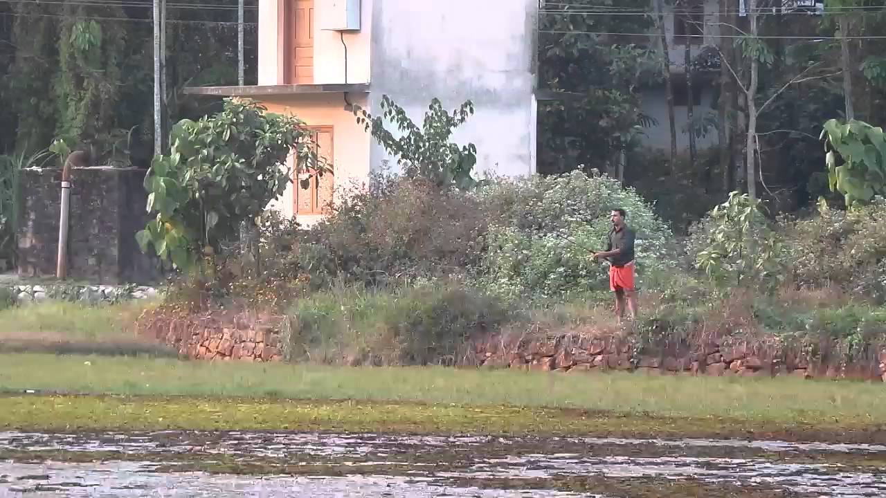 Fishing in kerala style .... : ) Giant snake head fishing (varal) - YouTube
