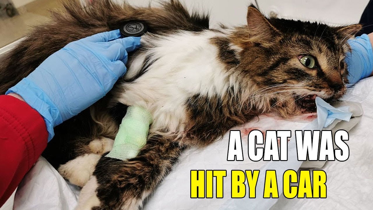 Poor Cat Was Hit By A Car, Eyewitnesses Were Stunned By What They Saw ...
