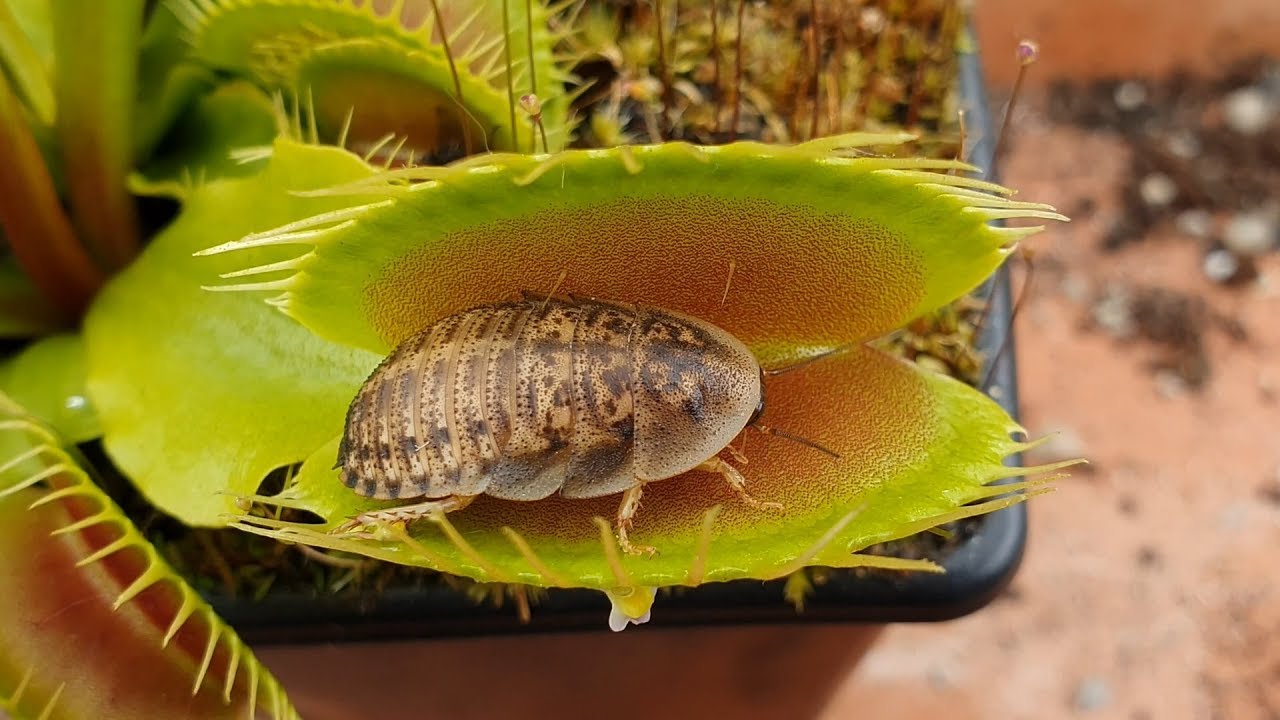 Carnivorous Plant Crunches on Cockroach - YouTube
