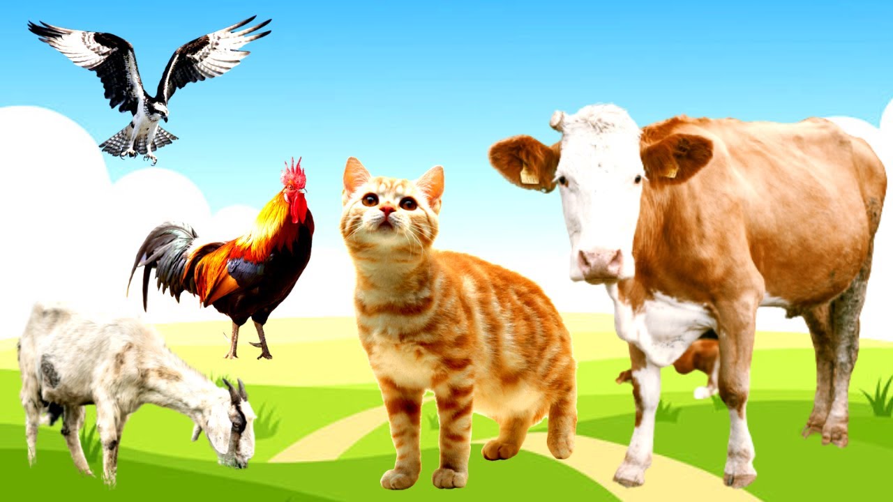 farm animals, animals sounds cow, sheep, horse, goat, chicken, - YouTube