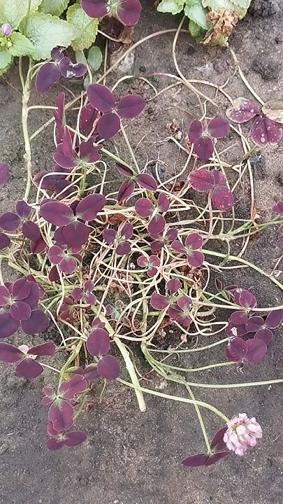 Клевер "Грин" и "Изабелла" начали обрастать и даже зацвёл!!! - YouTube