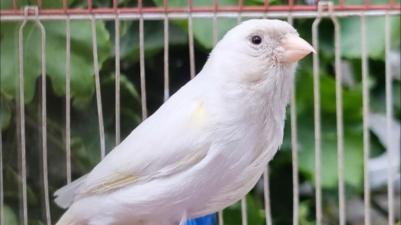 White Canary Bird Singing Song For Training Canaries #canarysinging ...