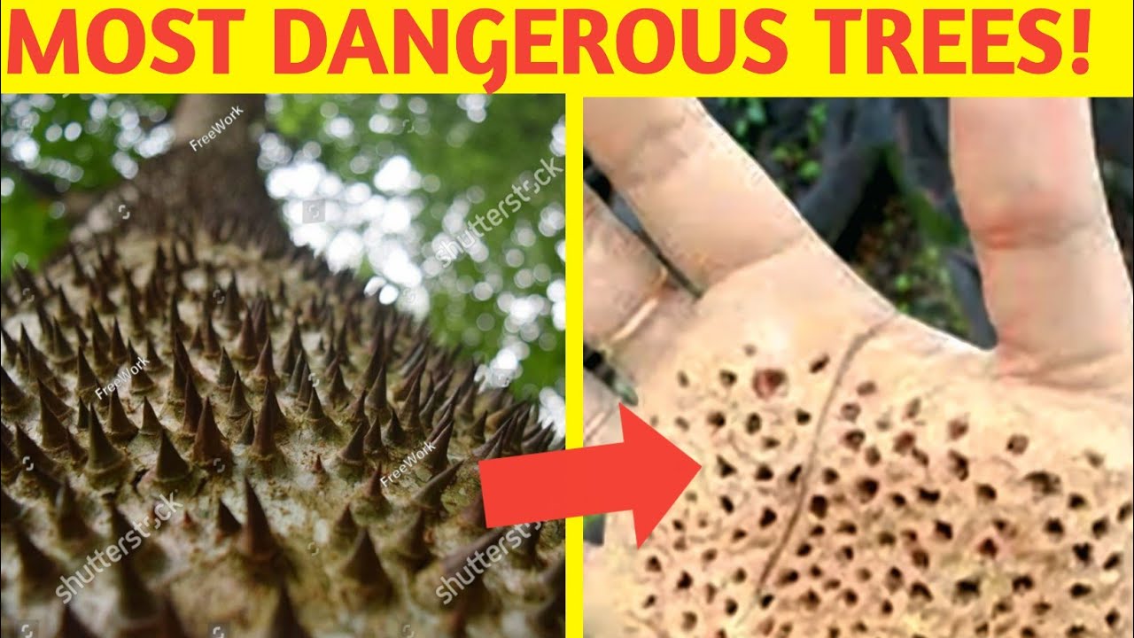 "உலகின் 10 மிக அபாயமான மரங்கள்!"| "Top 10 Most Dangerous Trees in the ...