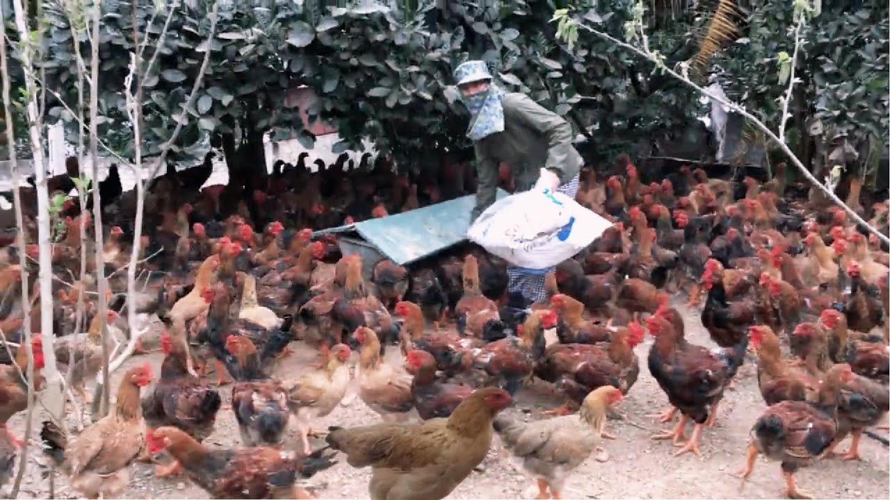 How to feed 3000 chickens | Chicken farm - YouTube