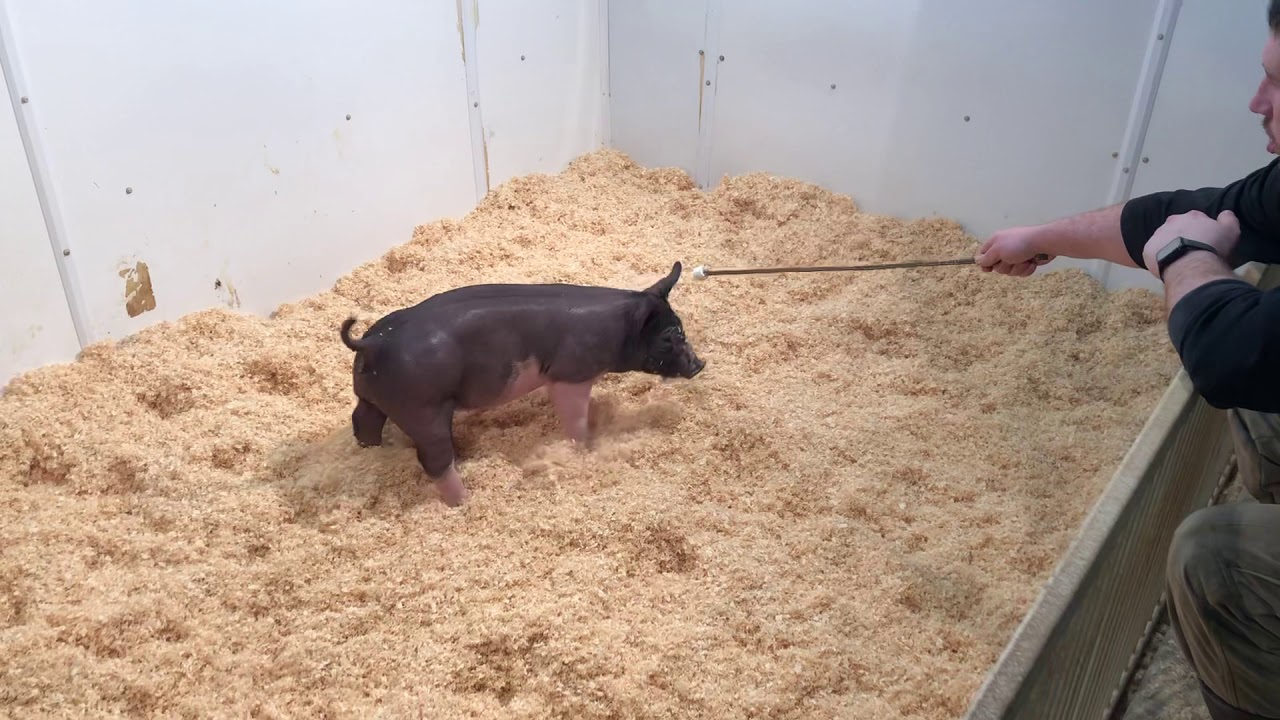 1-1 Gilt and 3-9 Barrow - YouTube