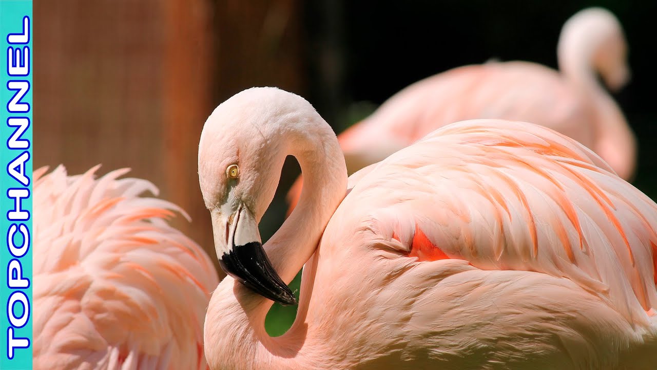 8 Animales de color rosa verdaderamente fascinantes - YouTube