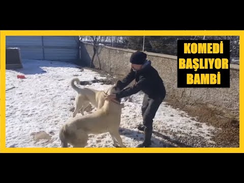 SARSILMAZ VE BAMBİYE İLK DEFA TASMA TAKTIM.  #kangal #malaklı