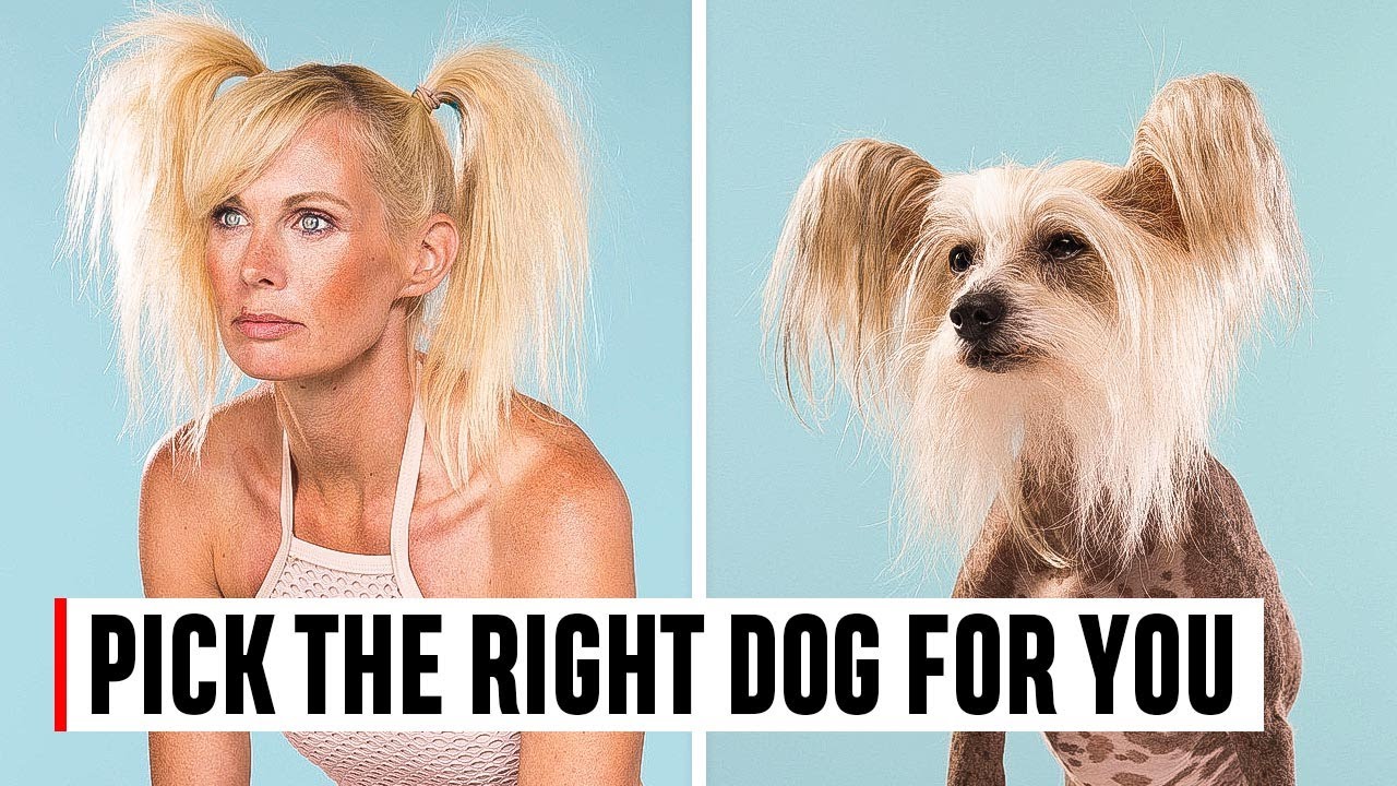 How To Find The RIGHT Dog To Match Your Personality! - YouTube