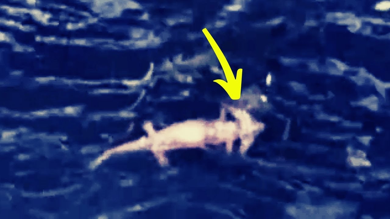 5 Unknown Creatures Seem From Another World Caught On Camera - YouTube