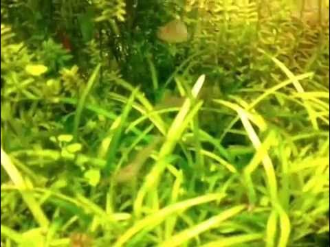 Овальный аквариум "Природа 200л" - YouTube
