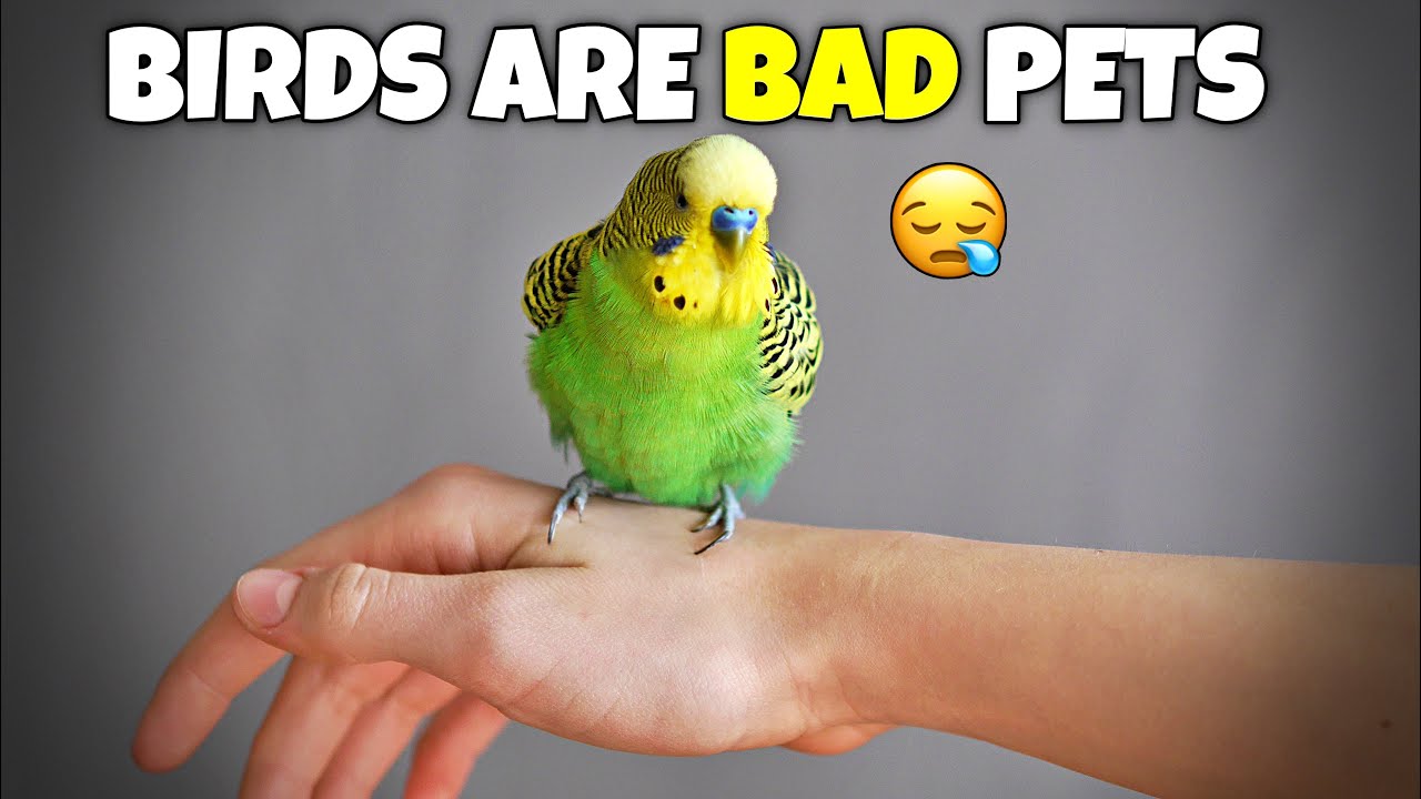 Why you Should Never Get a Bird - YouTube