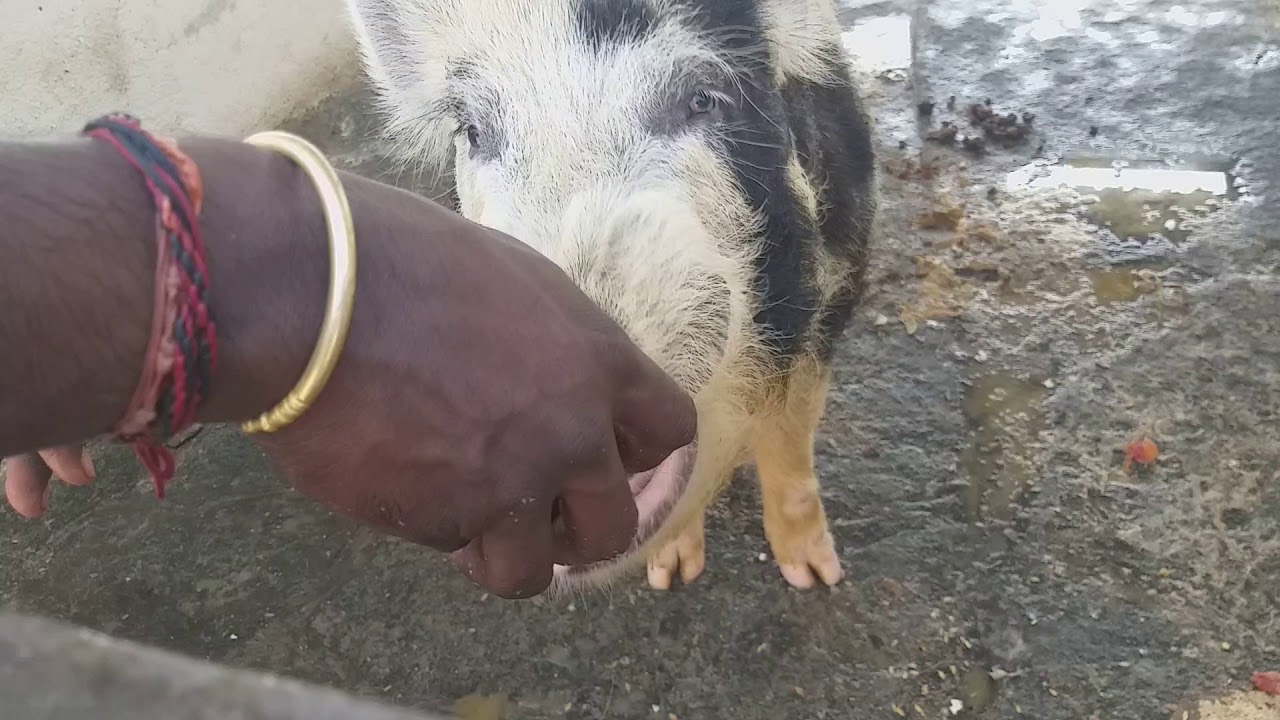 Sundhar pig farm Tamil nadu erode I am Arun kumar sundhar 9787558087 ...