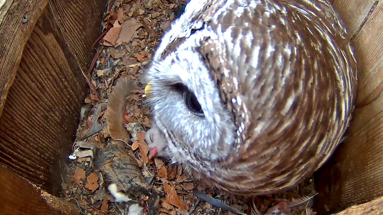 Morning Hooting Duet on the Wild Birds Unlimited Barred Owl Cam, April ...