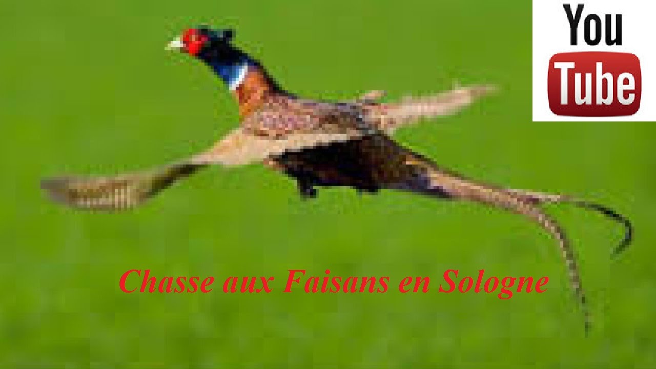 Chasse aux Faisans en Sologne - YouTube