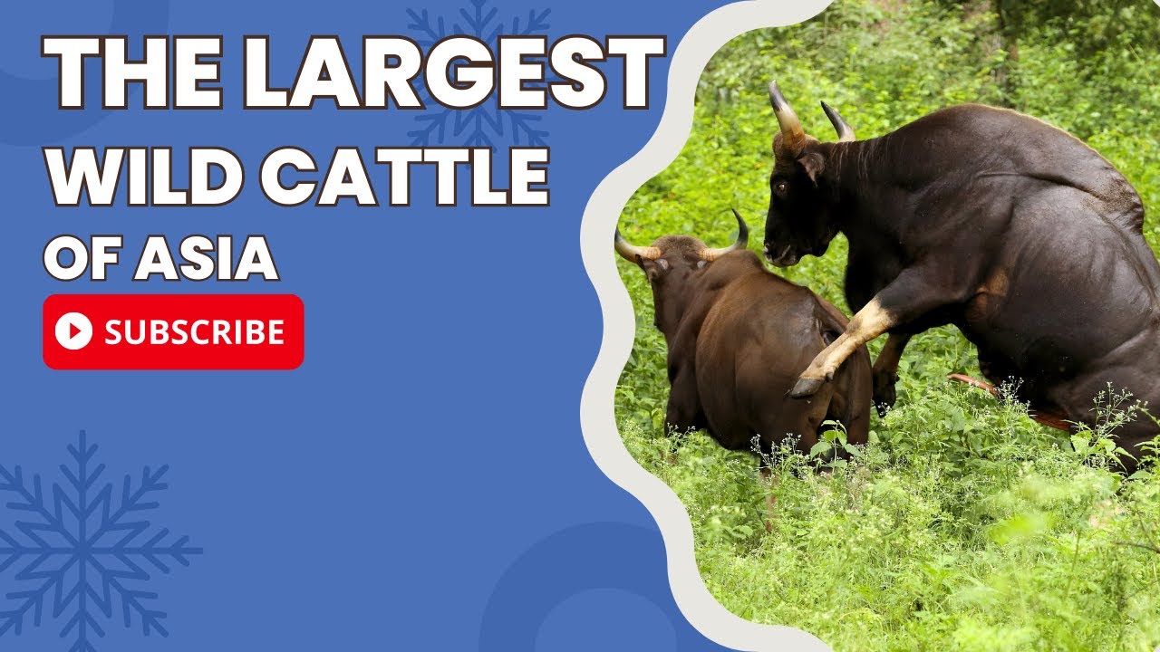 The Mighty Gaur Bull: Exploring the Largest Wild Cattle of Asia - YouTube