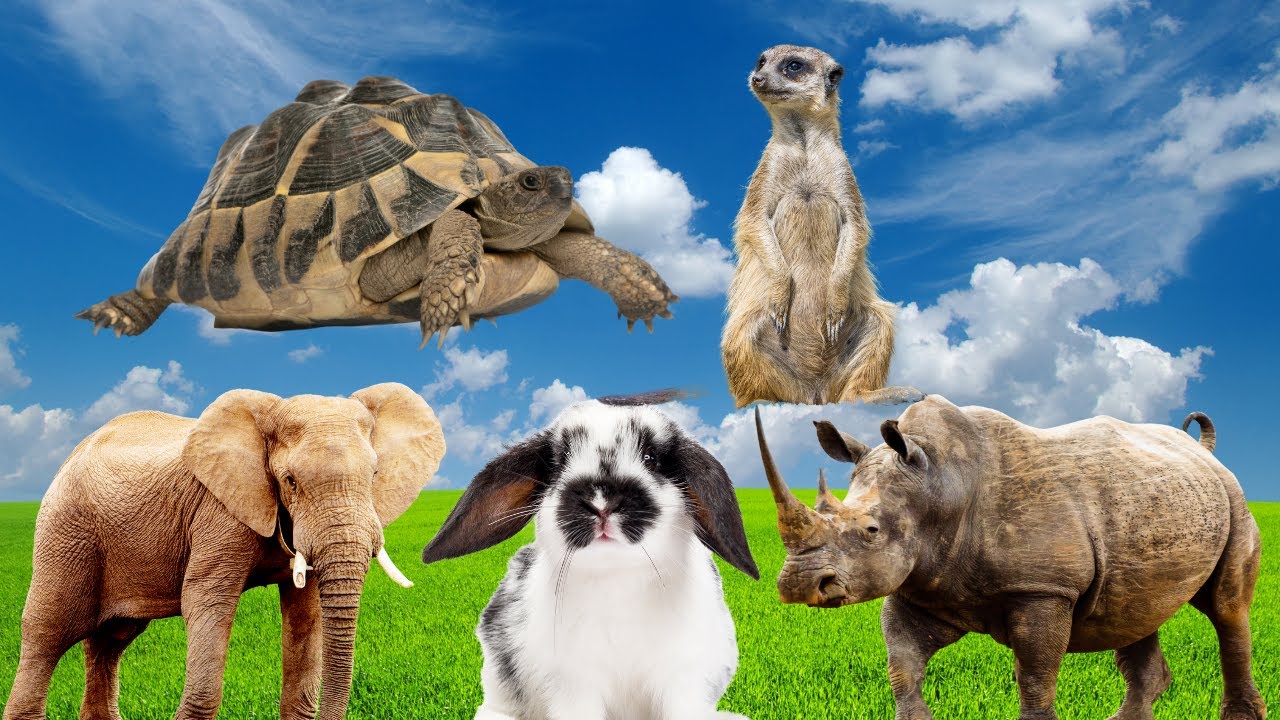 Rhino, Elephant, Rabbit, Meerkat, and Turtle: Shy Animals of the Wild ...