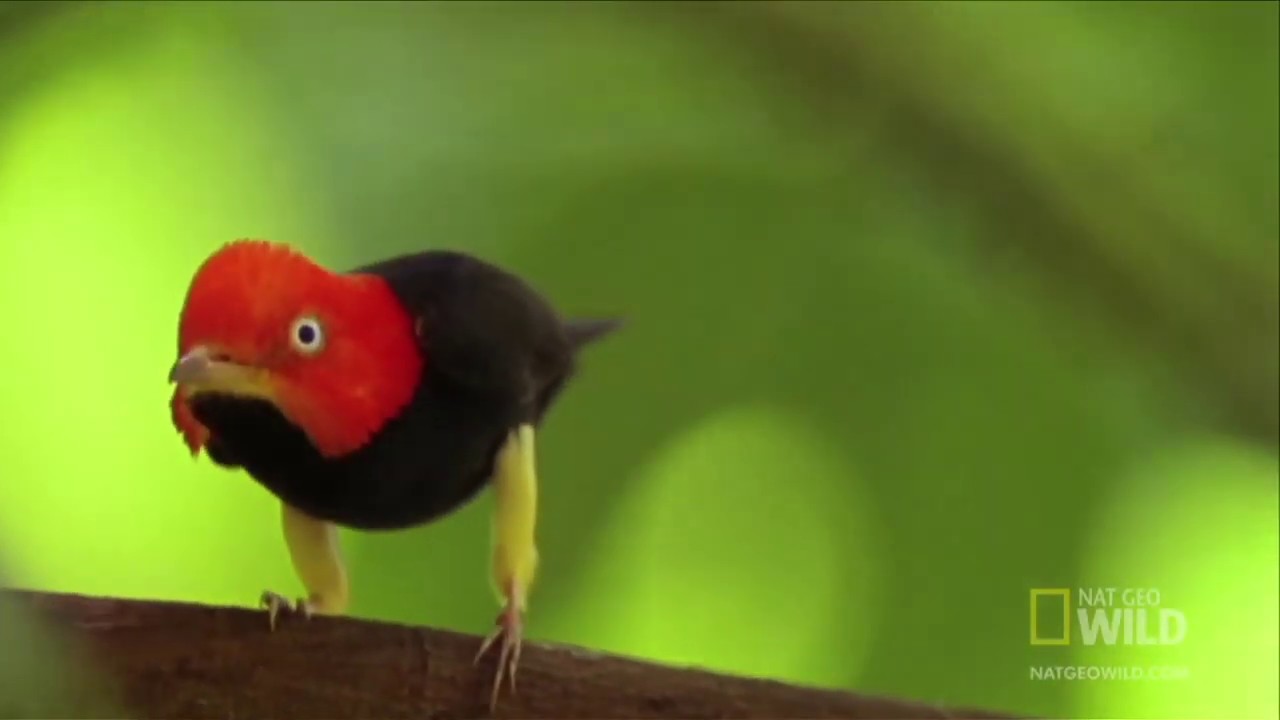 Dancing birds meme - YouTube