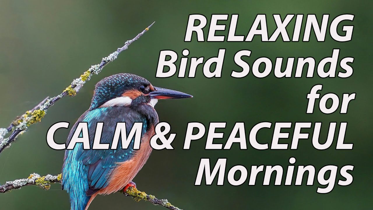 Tranquil Bird Sounds | Nature’s Sounds | Calm and Peaceful Mornings ...
