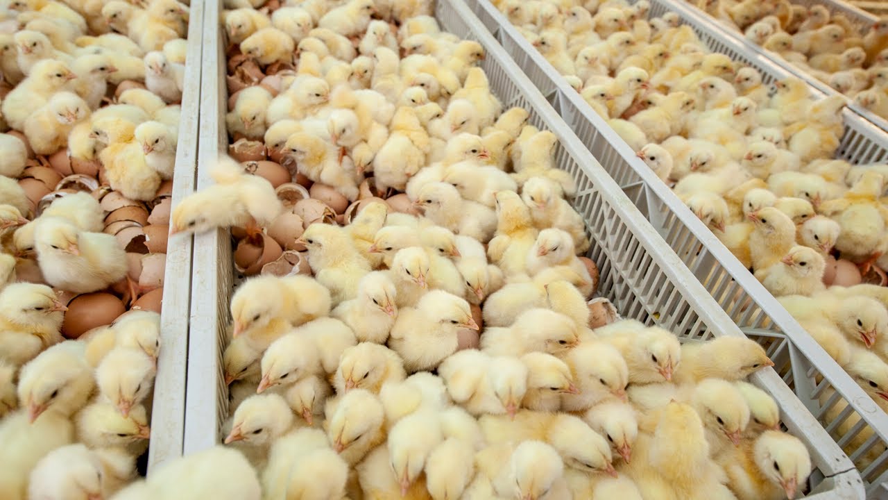Modern Chicken Hatchery Technology | Insane Poultry Slaughter And ...