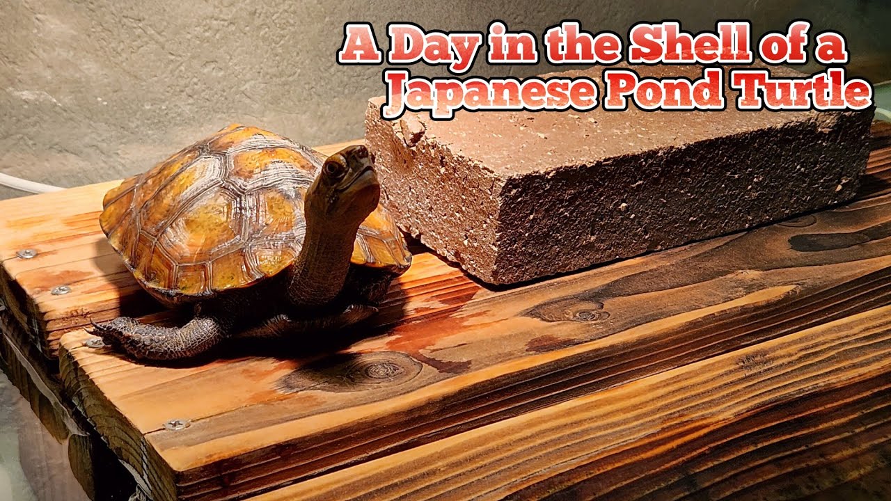 A Day in the Shell of a Japanese Pond Turtle - YouTube
