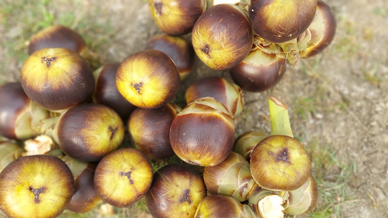 Thati munjalu | munja kayalu | palm fruit | ice apple | Nungu ...