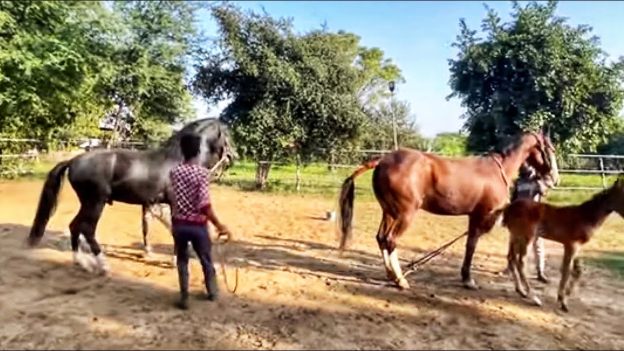 STALLION DEVRAJ COVERING || DEV STUD FARM - YouTube