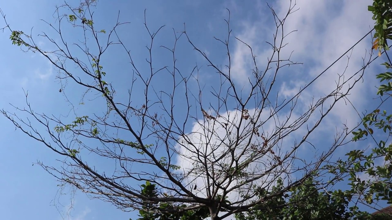 Bentuk tajuk pohon ketapang (Terminalia catappa) - YouTube