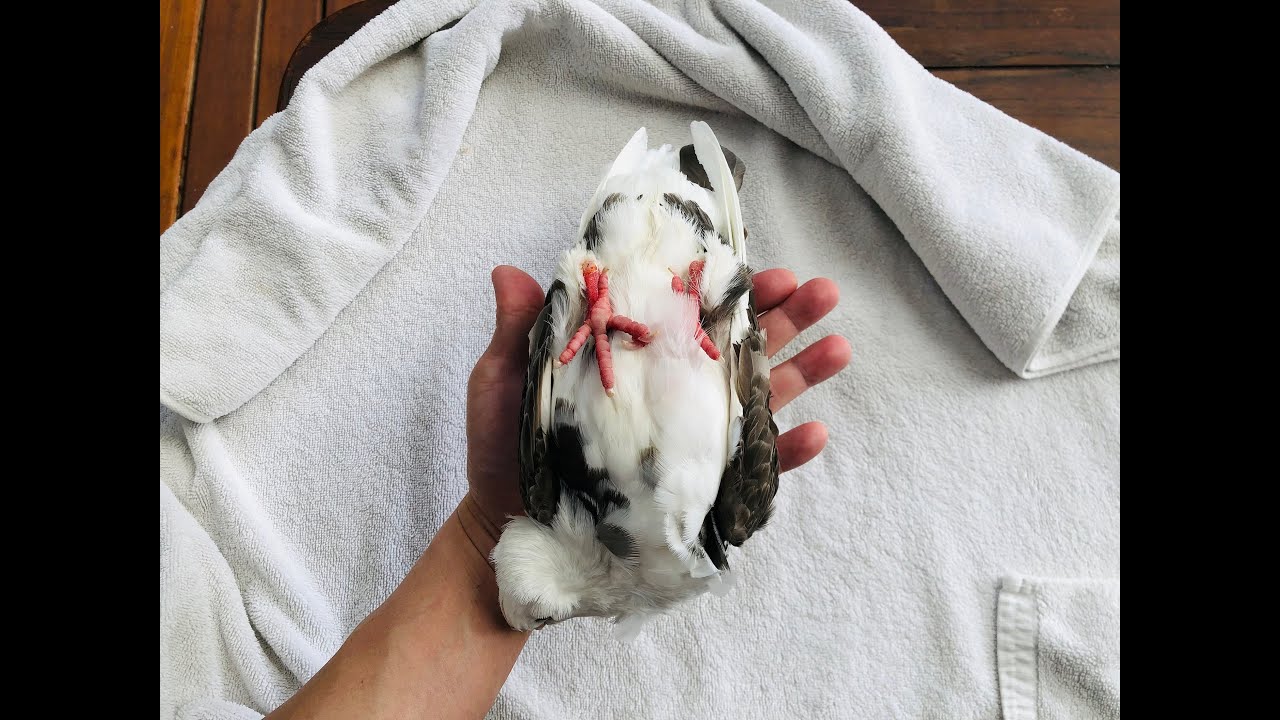 Pigeon lying upside down after bathing - Nutella the old german owl ...