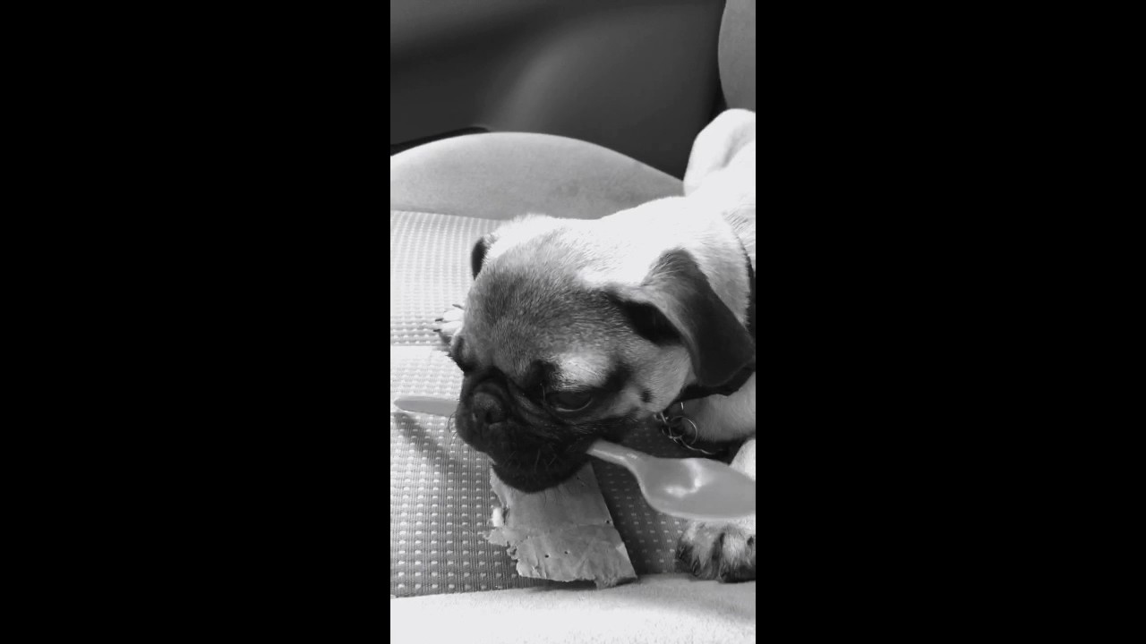 Buddha The Toddler Pug - YouTube