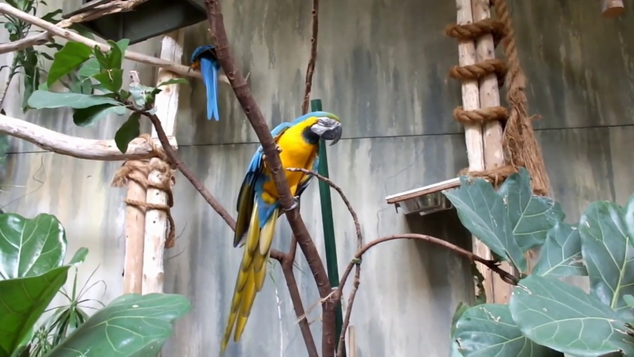 Macaw's, African Grey Parrot, Amazon's and The Eclectus Parrot - YouTube