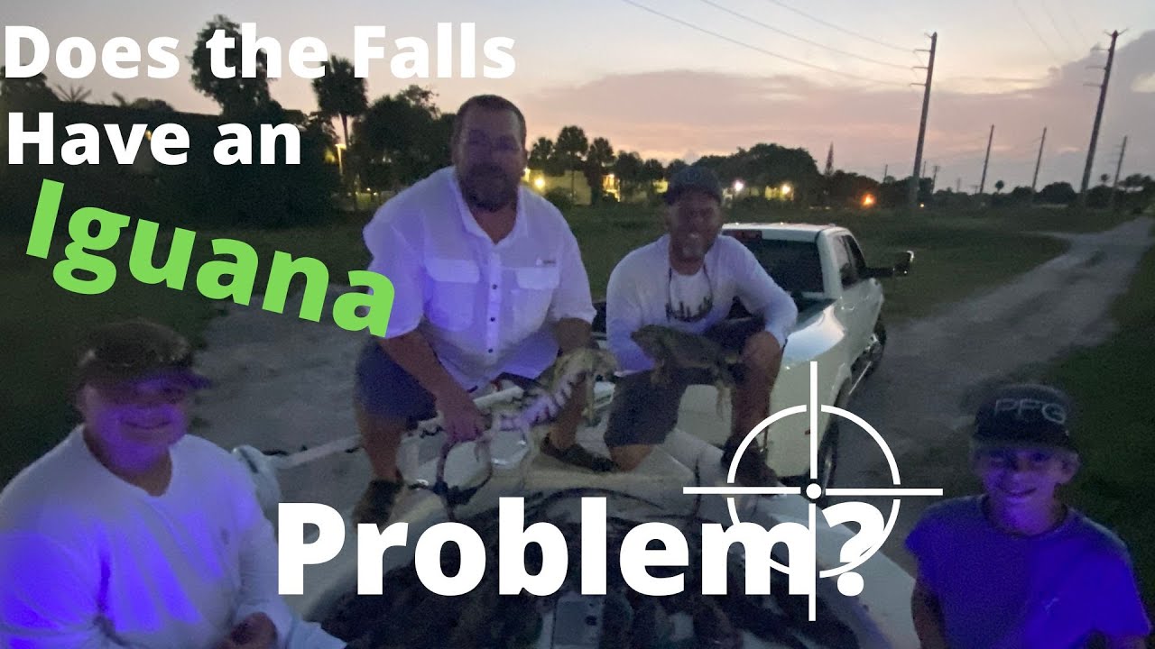 Iguana Guide At The Falls, Florida (Is there really an Iguana Problem ...