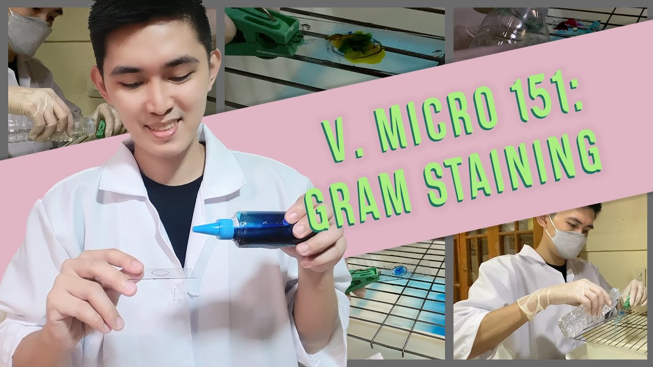 V. MICRO 151: Gram Staining - YouTube