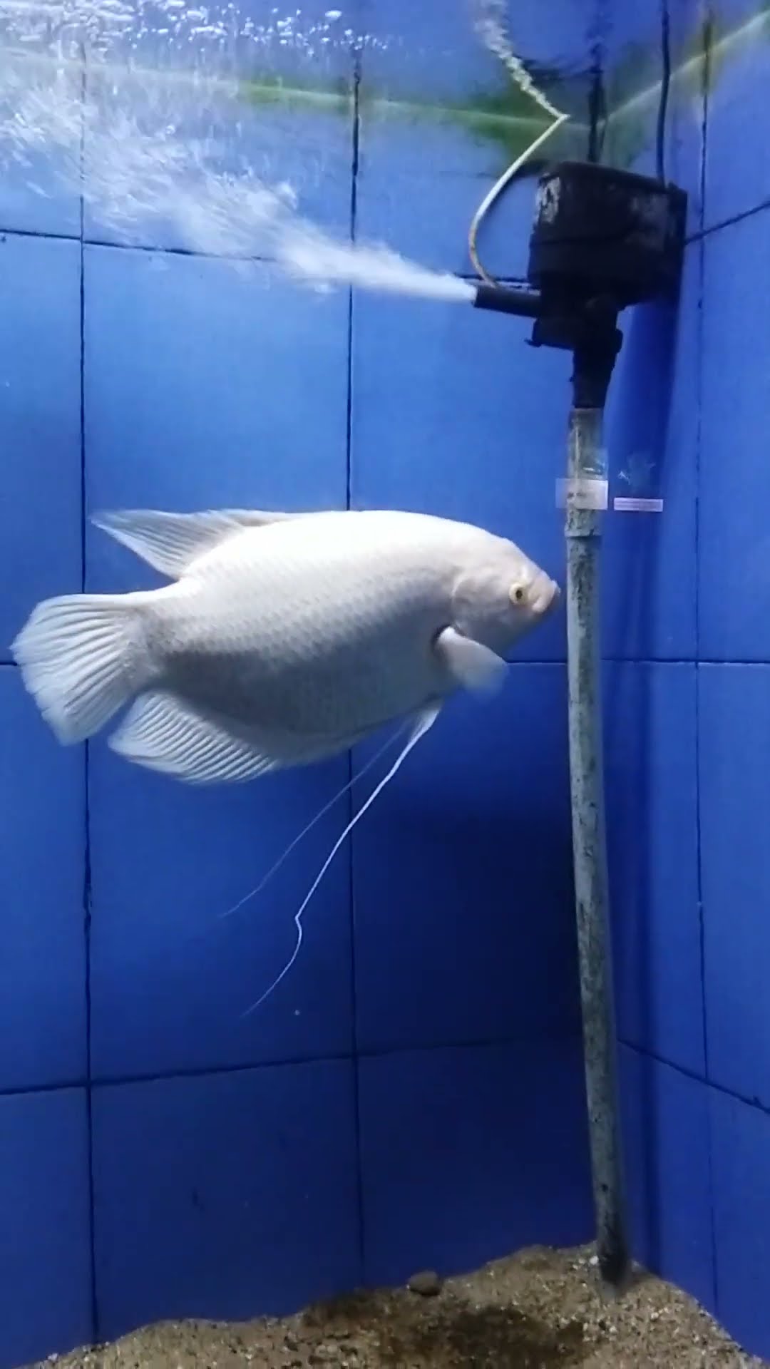 Amazing Aquarium Fish #aquarium #fish #2024 - YouTube