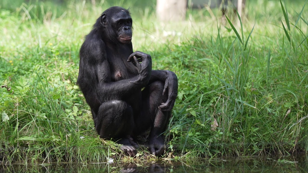 bonobo video 4k,Zoo Leipzig,bonobo ape affe,Menschenaffe,Pongoland ...