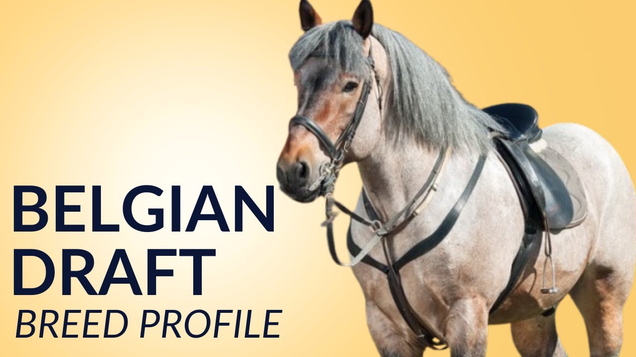 Belgian Draft Horse Breed Profile History - Price - Characteristics ...