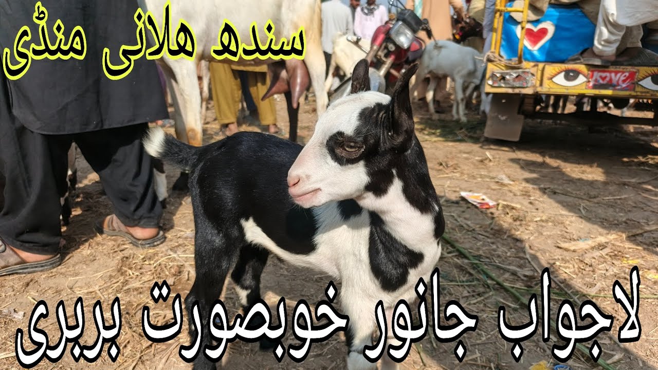 Sindh Halani Mandi #goat #baffalo #cowfarm #cow #dairyfarm #animals # ...