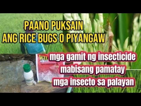 paano puksain ang rice bugs 0 piyangaw sa palayan|mga gamit ng ...