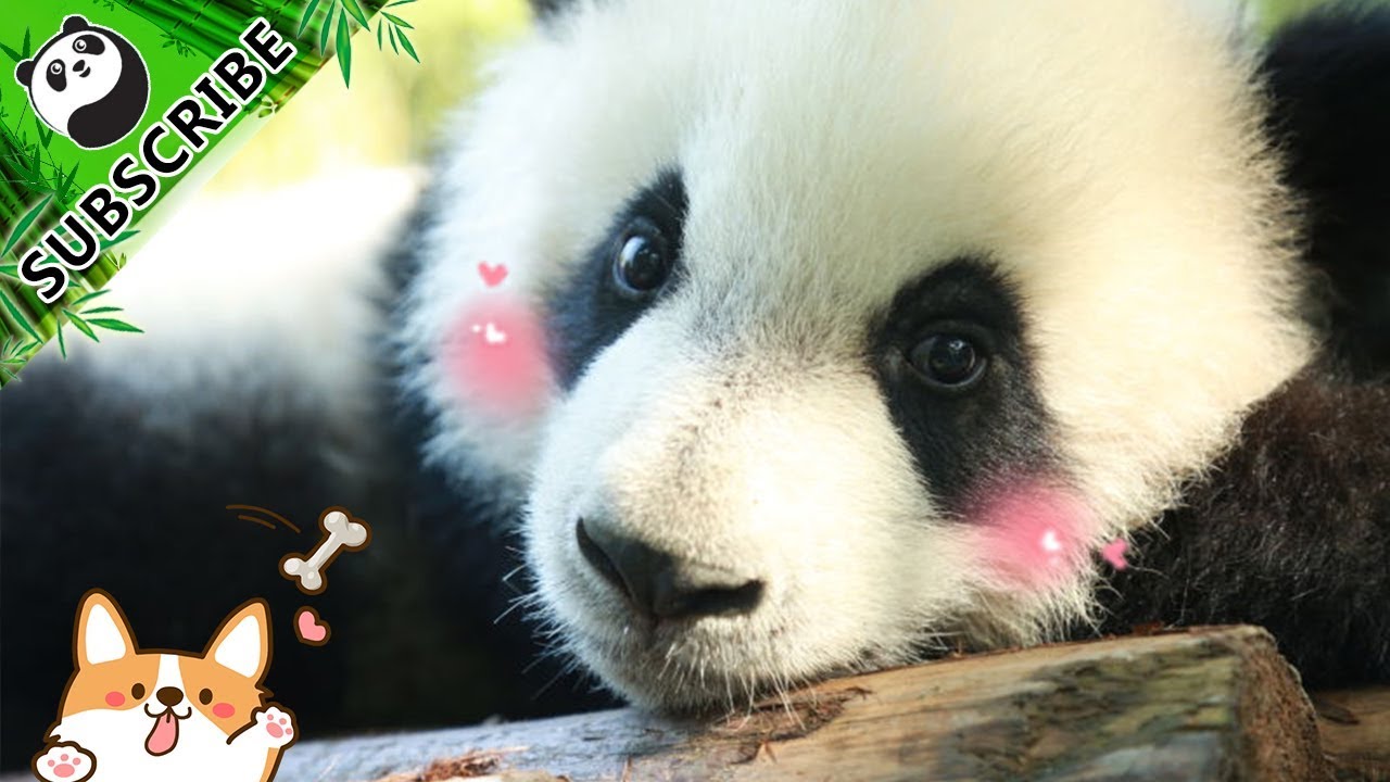 【Panda Theme】Sesame And Cheese Weekend | iPanda - YouTube