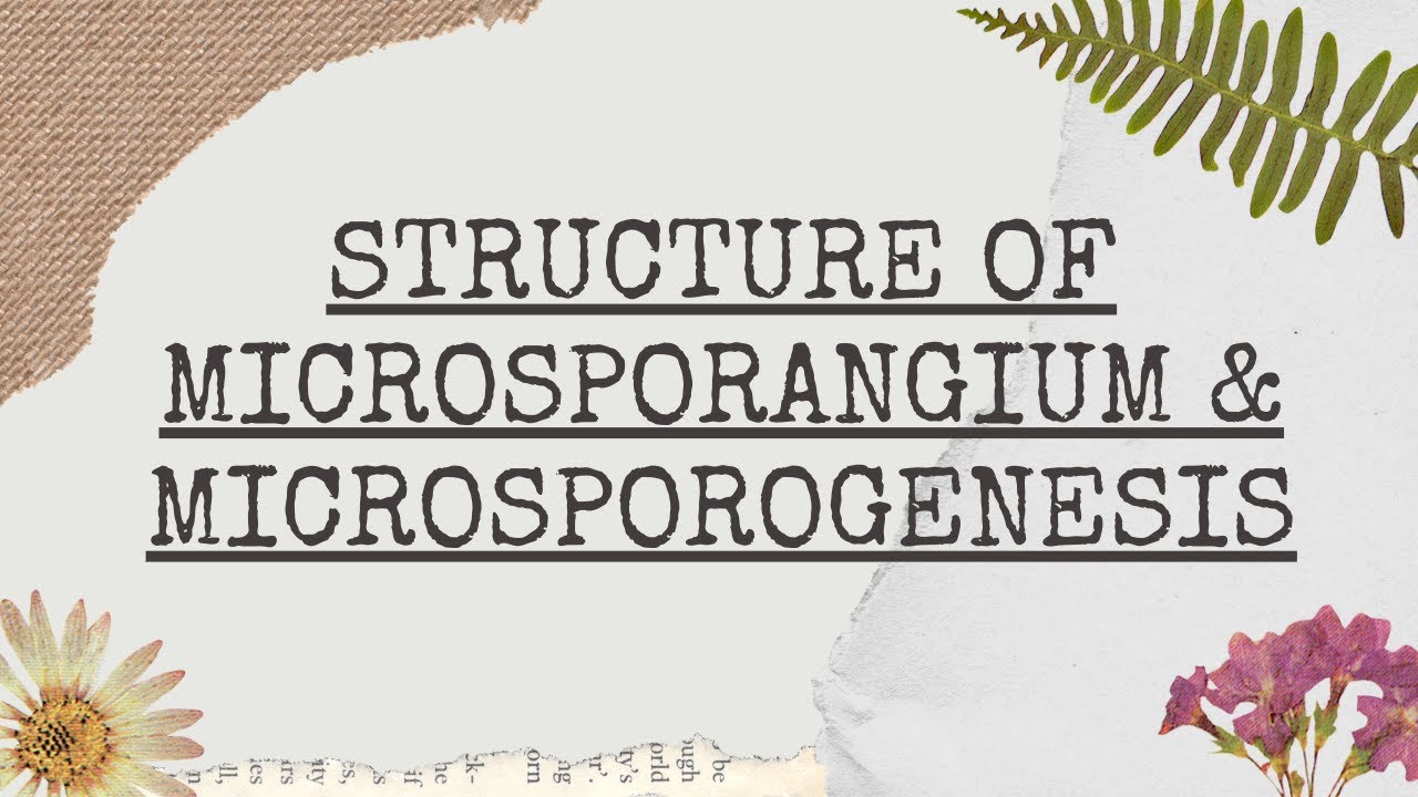 12 th Biology Structure of Microsporangium & Microsporogenesis - YouTube