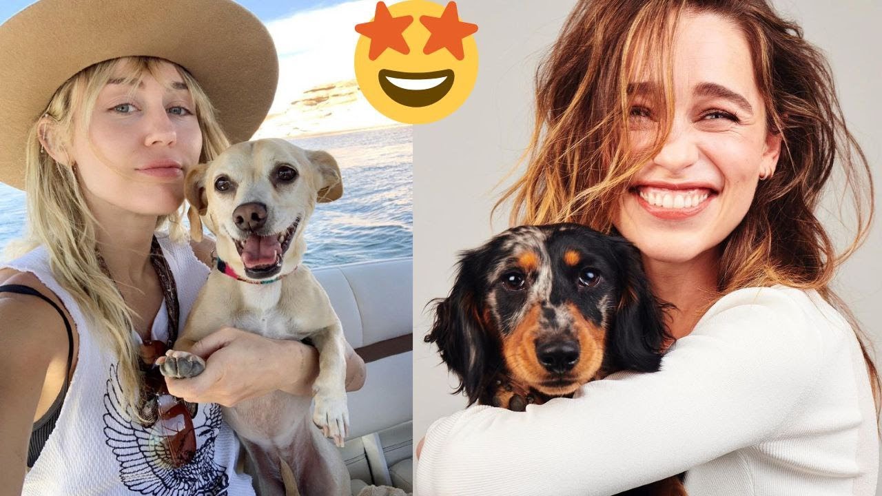 Funny Celebrity Pets | 😺🐶 Part 1: A compilation of the funniest ...