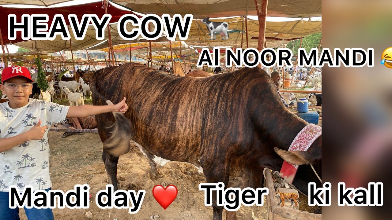 AL NOOR MANDI GAYE ️ itne pyare janwar 😍tiger ki kall ka janwar 😂|daily ...