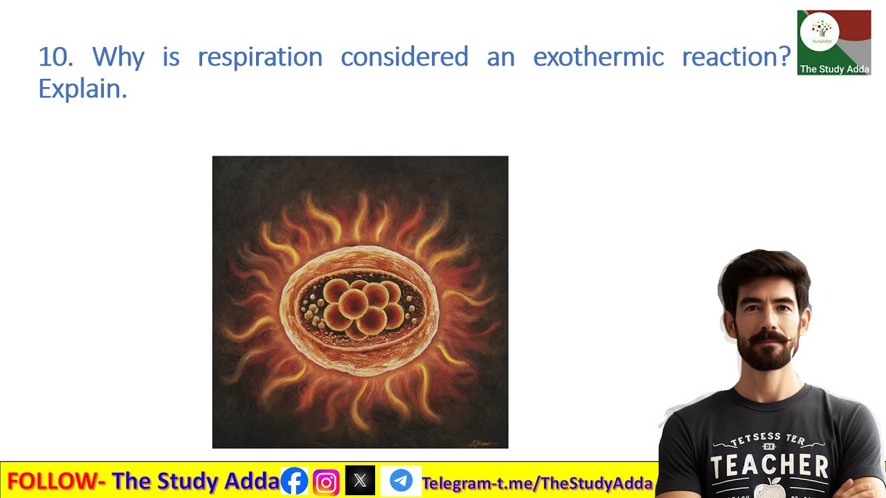 10. Why is respiration considered an exothermic reaction? Explain ...