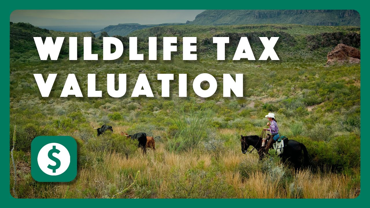 What is a Wildlife Tax Valuation? - YouTube