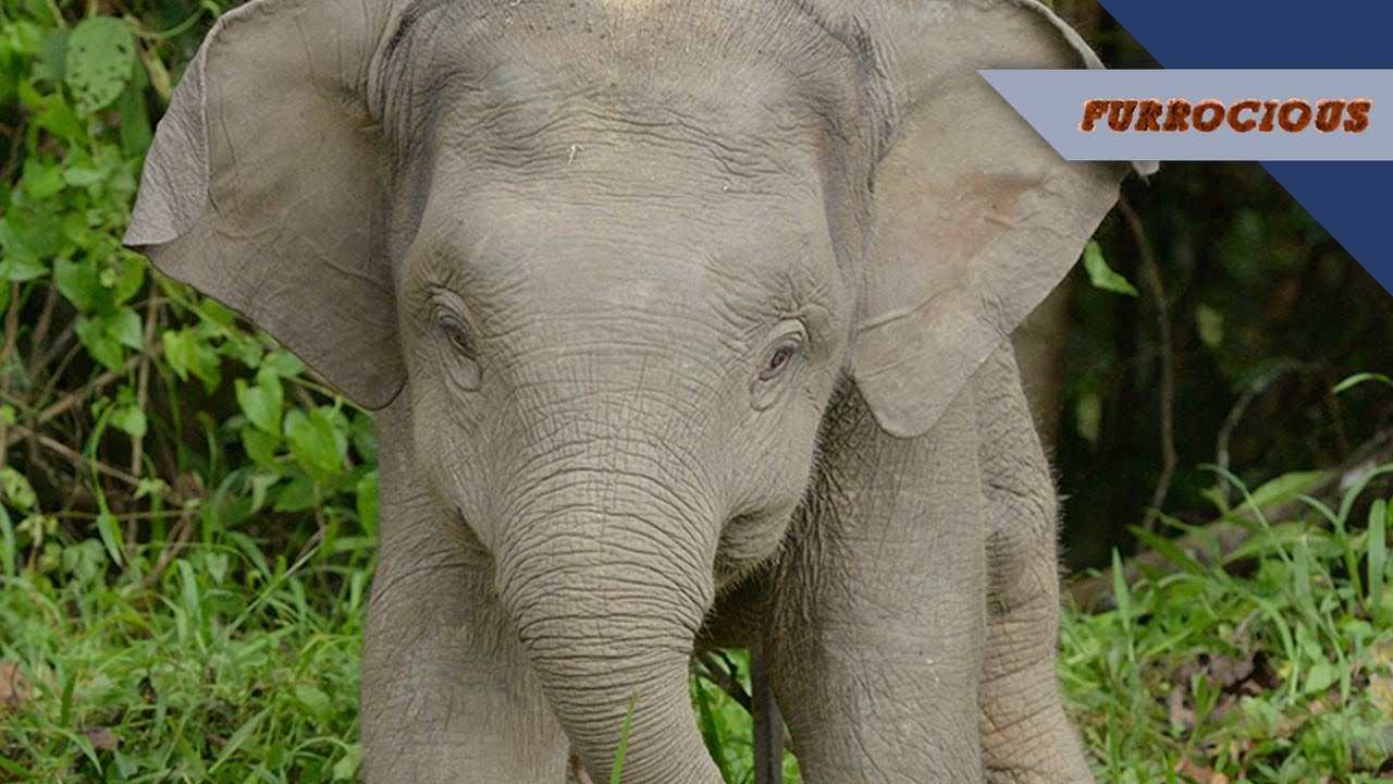 Pygmy Elephants are Too Depressed - YouTube