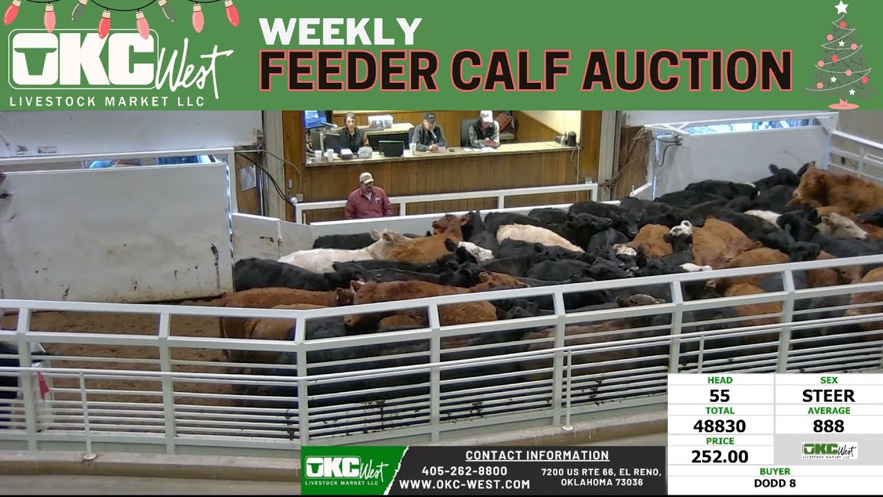 12/18/2024 - OKC West Feeder Calf Auction - YouTube